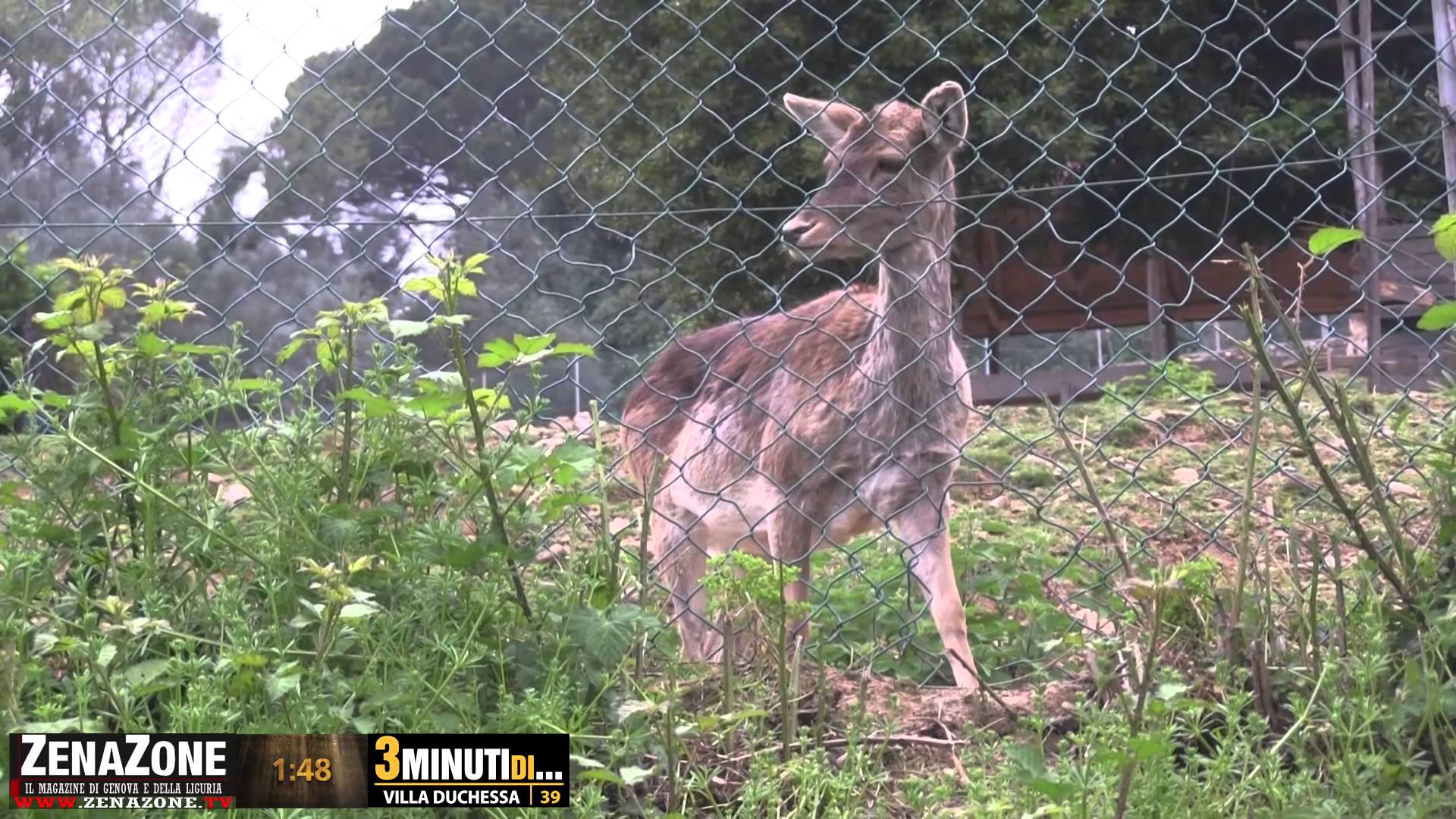 ZenaZone • Il parco dei daini ... e dei bambini! Villa Duchessa di ...